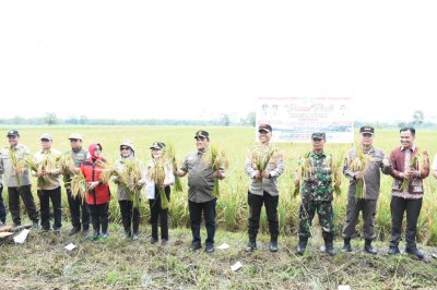 Setda Prov Kalteng - Wagub Kalteng Lakukan Panen Padi Nusantara di Lahan Food Estate