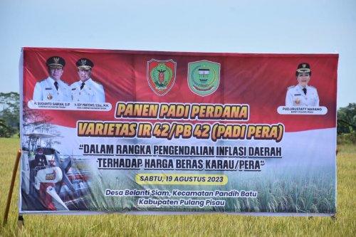 Setda Prov Kalteng - Wagub Kalteng Panen Perdana Padi Varietas IR-42/PB ...