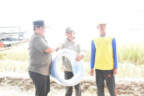 Setda Prov Kalteng - Wagub Kalteng Panen Perdana Padi Varietas IR-42/PB ...
